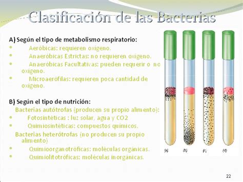 Bacterias Definición Y Clases