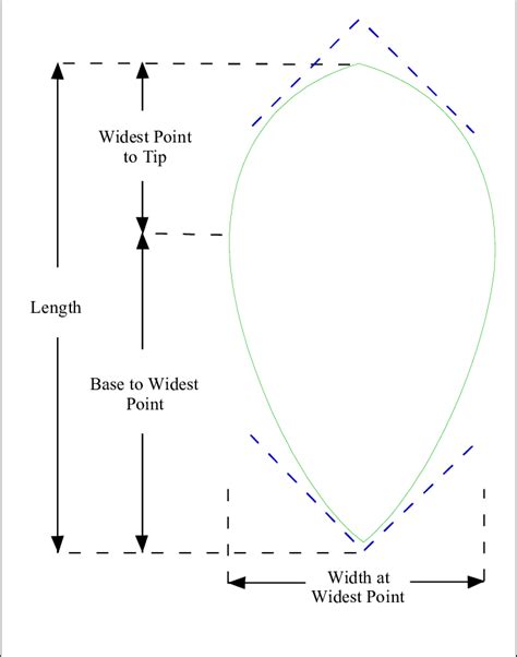 Leaf Shape Metrics Download Scientific Diagram