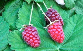 Grow Your Own Loganberry Plants Stark Bros