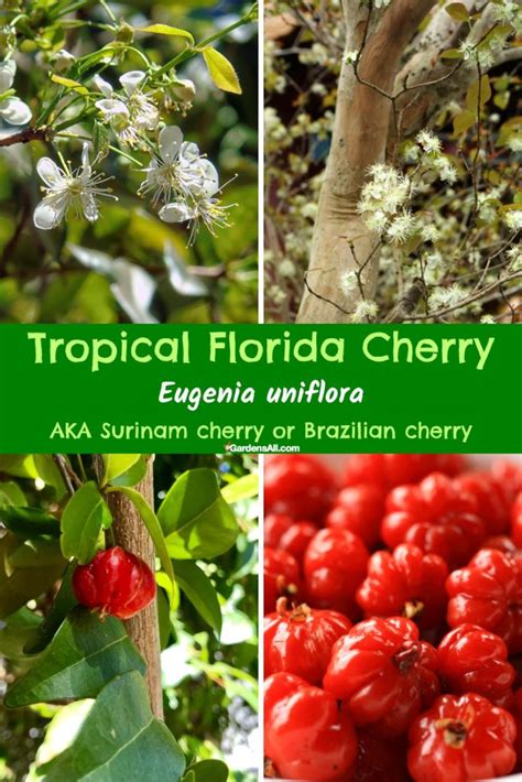 Are There Tropical Cherry Tree Varieties Gardensall