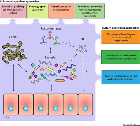 Ecology Of The Oral Microbiome Beyond Bacteria Trends In Microbiology