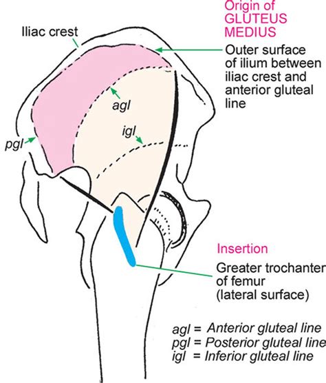 Gluteal Lines Of Ilium