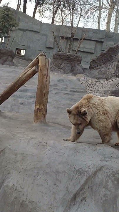 خرس عصبانی 😂😂 حیوانات Youtube