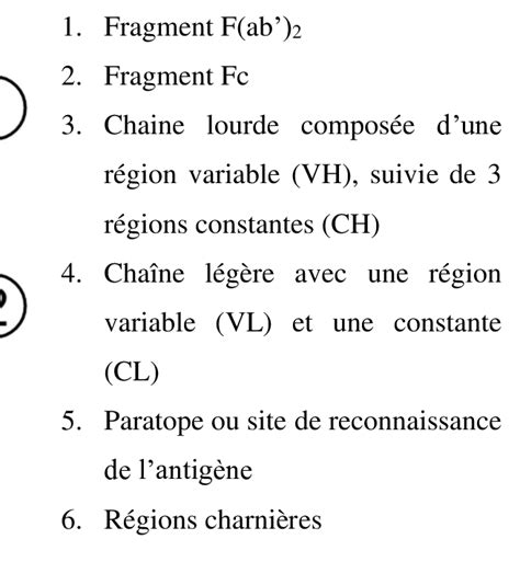 Structure Dun Anticorps Conventionnel Download Scientific Diagram