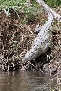 Crocodile Jaco Costa Rica3 Crocodile Near Jaco Costa Ric Flickr