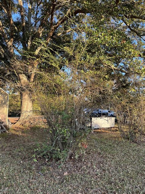 Pruning Blueberries These Have Not Produced In The Past Several Years