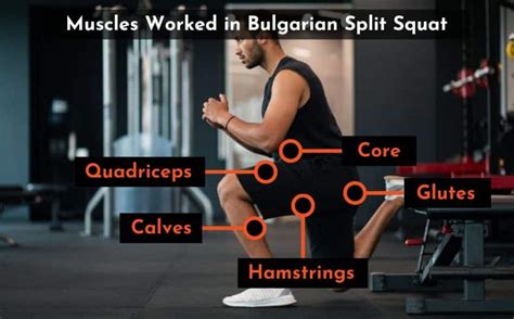 Bulgarian Split Squat Muscles Worked Bulgarian Split Squat Guide