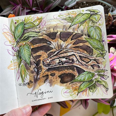 How To Draw Burmese Python How To Draw Burmese Python