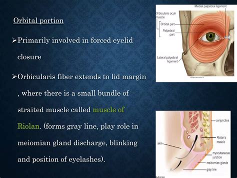 Eyelid Anatomy And Physiology Pptx