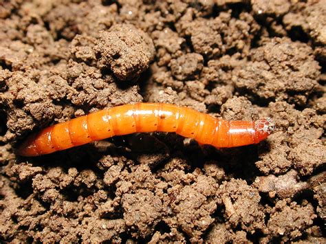 Battle Wireworm And Root Maggot With Organic Weapons Vancouver Sun