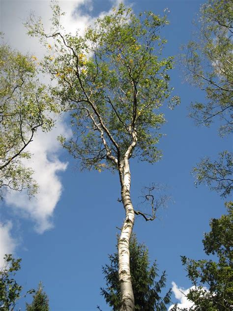 Birchtree
