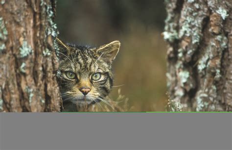 First Year Of Wildcat Reintroduction Project Hailed As Big Success