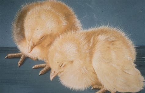 Pullorum Disease In Chickens