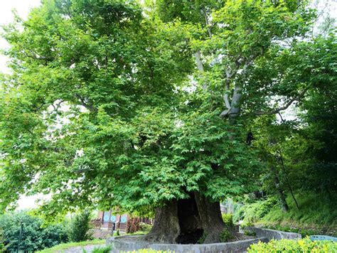 თელავში ჭადრის ხეს სხვლა ფორმირების სამუშაოები უტარდება Knews Ge