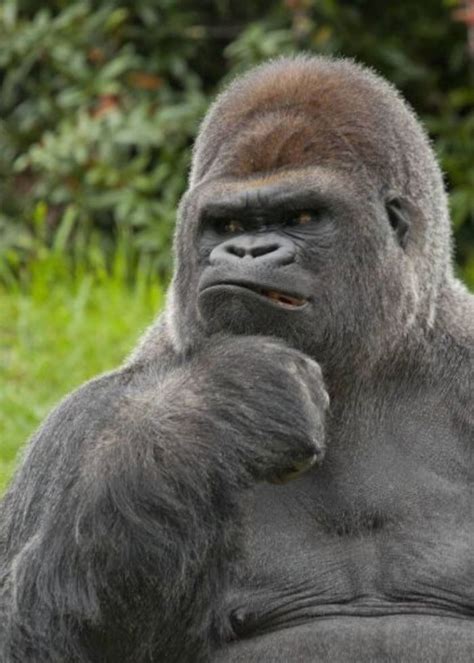 Video Of Funny Gorilla At Gregory Addison Blog