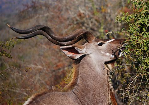 Kudu {Tragelaphus}