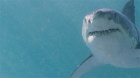 Great White Shark Claspers