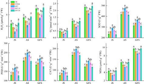 Hydrogen Peroxide H 2 O 2 And Superoxide Radical O 2 Download