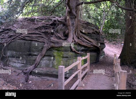 England West Sussex Wakehurst National Trustroyal Botanic Gardens Bizarre Yew Tree Roots