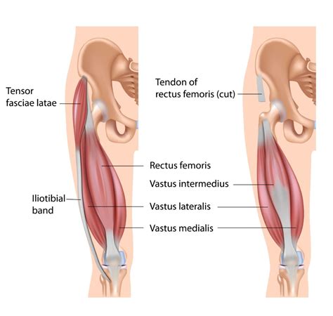 Front Hip Muscles
