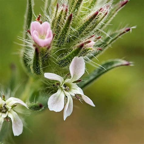 Common Catchfly Silene Gallica Weeds Of Melbourne