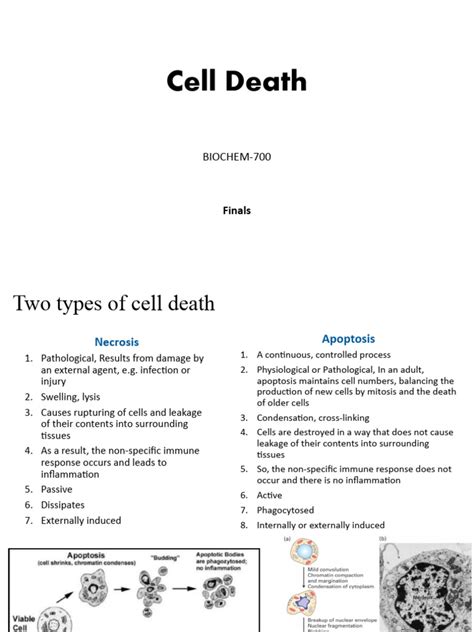 Lecture 6 Finals Pdf Apoptosis Caspase