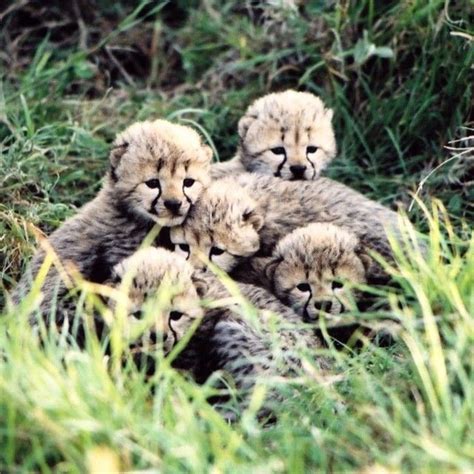 Cheetah Cubs With Special Mantle Fur Wildlife Facts