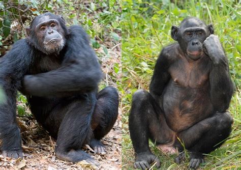 Bonobos The Self Domesticated Ape National Geographic