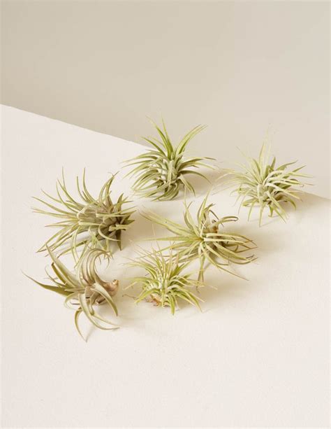 Six Assorted Air Plants Best Indoor Hanging Plants Popsugar Home Uk