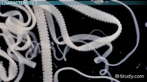 Cestodes Definition Class And Life Cycle Lesson