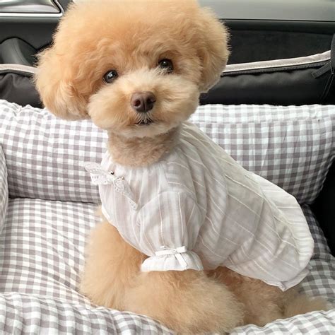 25 Teddy Bear Dog Breeds Shichon Morkie Cockapoo Artofit