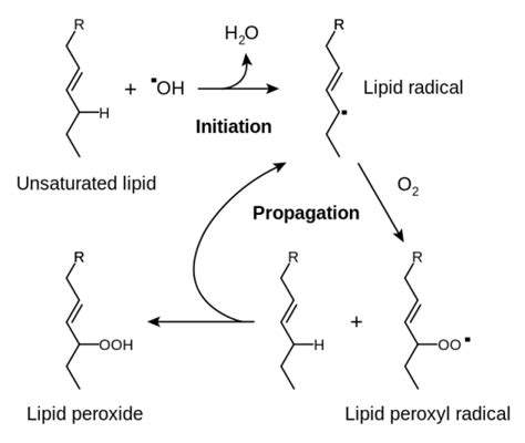 Difference Between Hydrolytic And Oxidative Rancidity Compare The