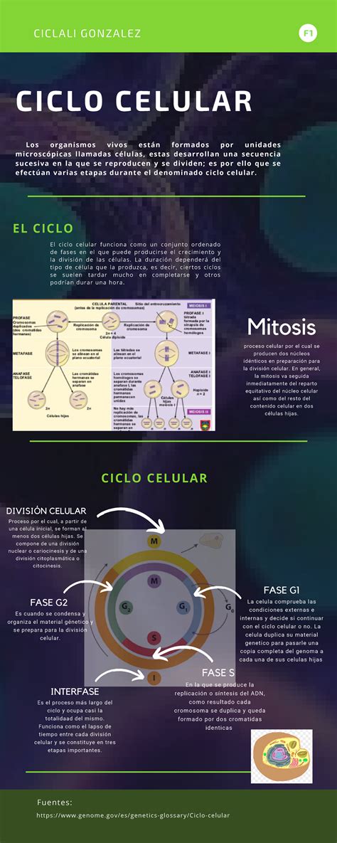 Exercicios Sobre Ciclo Celular Nazaedu
