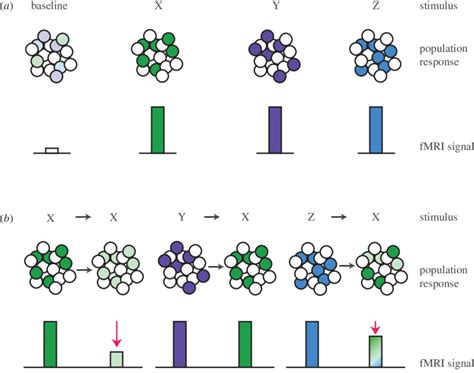 Schematic Illustration Of The Principle Underlying Fmri Adaptation A