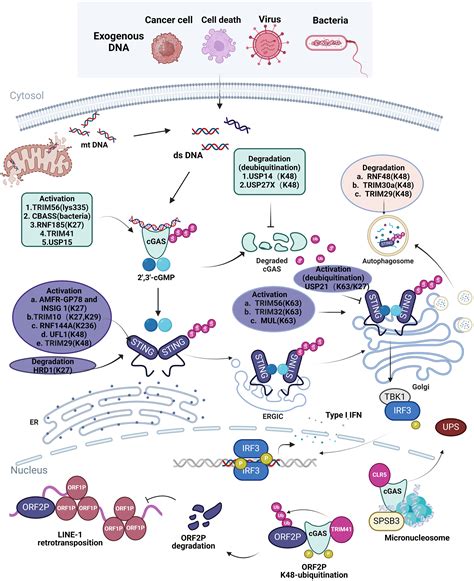 Frontiers The Role Of Cgas Sting Pathway Ubiquitination In Innate