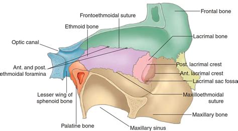 Lamina Papyracea Of The Ethmoid Bone