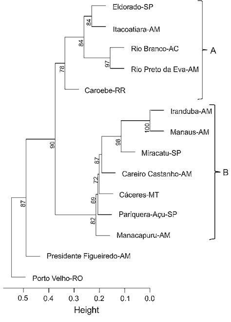 Dendrogram Of Genetic Distances Of 14 Pseudocercospora Fijiensis