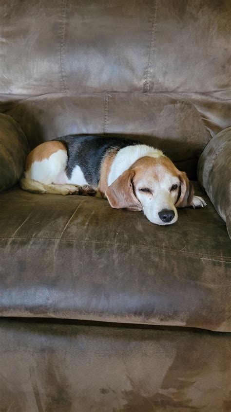 Circle Hill Beagles Barking Goat Farm Purposefully Bred Beagles For Hunting Trialing And