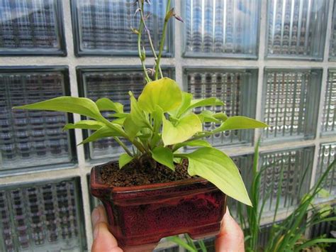 Pin By Myint Aye On Mini Hostas Hostas Plants Garden