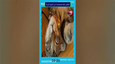 حقائق رائعة ومدهشة عن النمور البرية 25 26