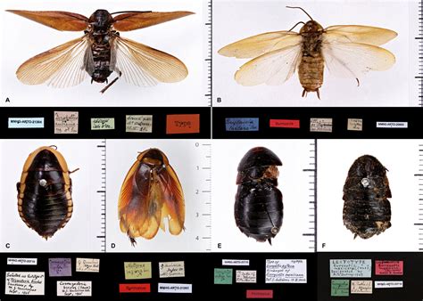 An Annotated List Of The Blattodea Insecta Described By Henri De