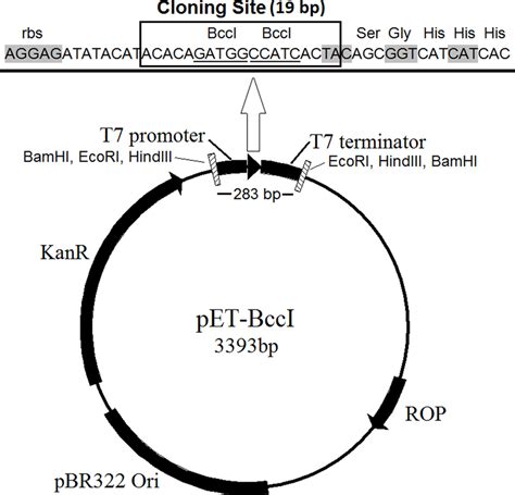 Protein Vector At Collection Of Protein Vector Free For Personal Use