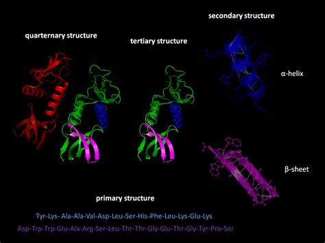 Protein Folding To Be Featured At Bbc Proms Soscc
