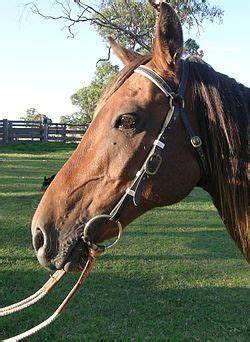 Bridle Wikipedia