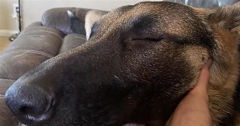 The Derpiest Of Sleepers Album On Imgur