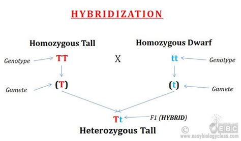 Genetics Concepts And Terminologies Ppt Easybiologyclass