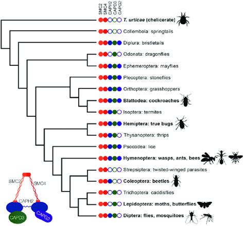 Insect Phylogeny Shows Evidence For Multiple Independent Losses Of Download Scientific Diagram