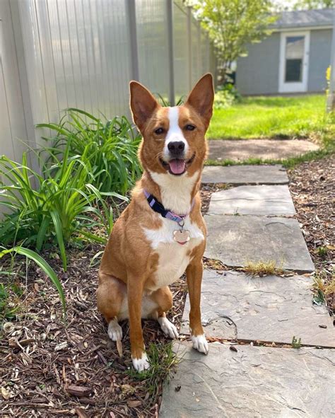 Shiba Inu Mixes 20 Different Shiba Crossbreeds