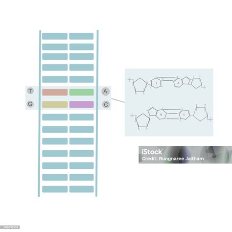 Ilustración De Los Pares De Bases Complementarias En Doble Soporte De Adn Que Se Centran En La