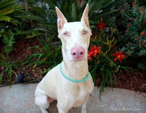 Albino Dobermans